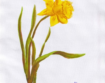 Daffodil - Flower Art Print - Botanical Watercolors Illustration ...