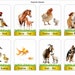 24 Printable Montessori Flashcards Domestic Animals, Farm Animals + 12 ...