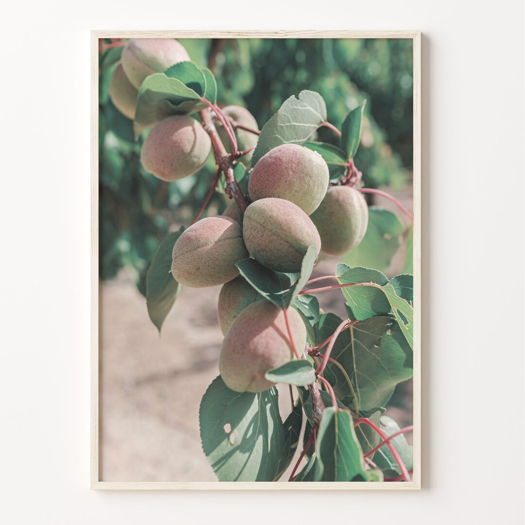 Green Apricot Tree Colorful Poster Print, Green Apricot Tree Photo Wall ...