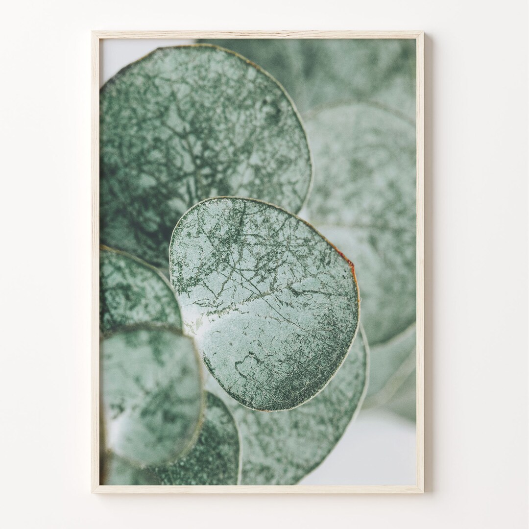 Eucalyptus Leaves Colorful Poster Print, Eucalyptus Leaves Photo Wall ...