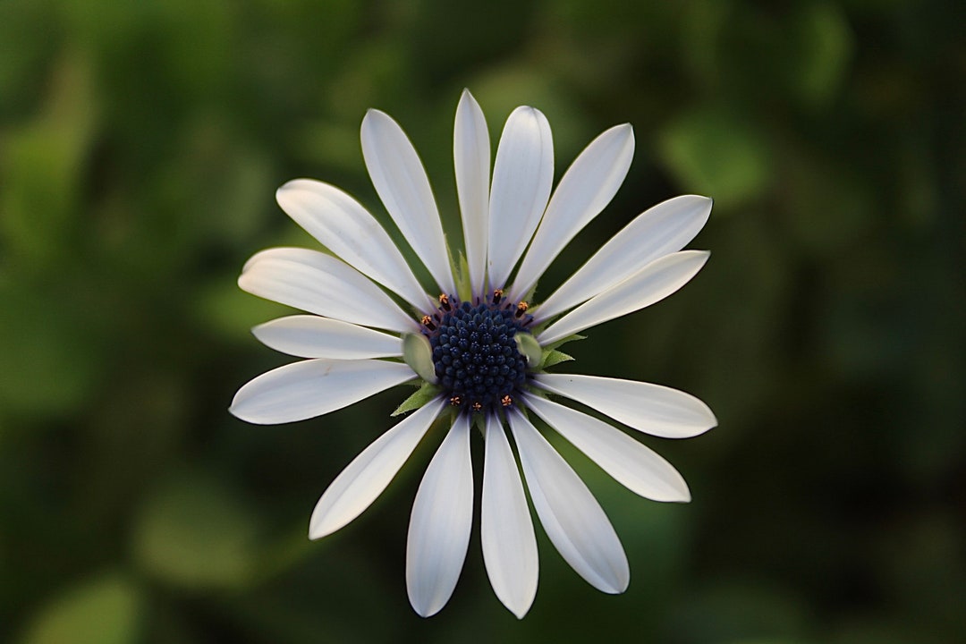 Beautiful White Daisy up Close - Etsy