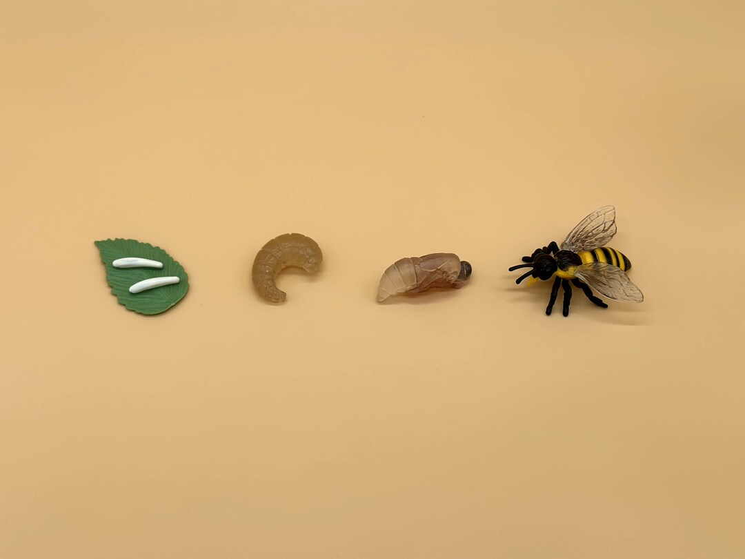 Life Cycle of a Bee Figures - Etsy
