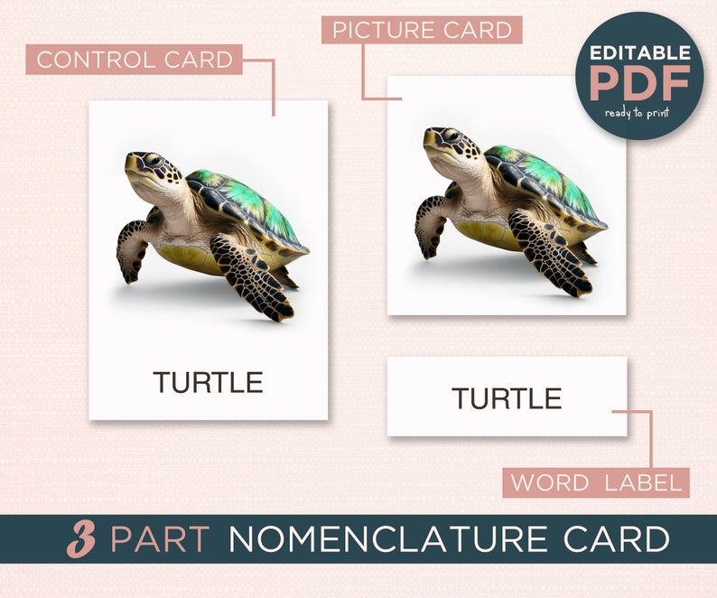 48 REAL ANIMALS Flashcards, Editable Card Bundle , Ocean Animal Photo ...