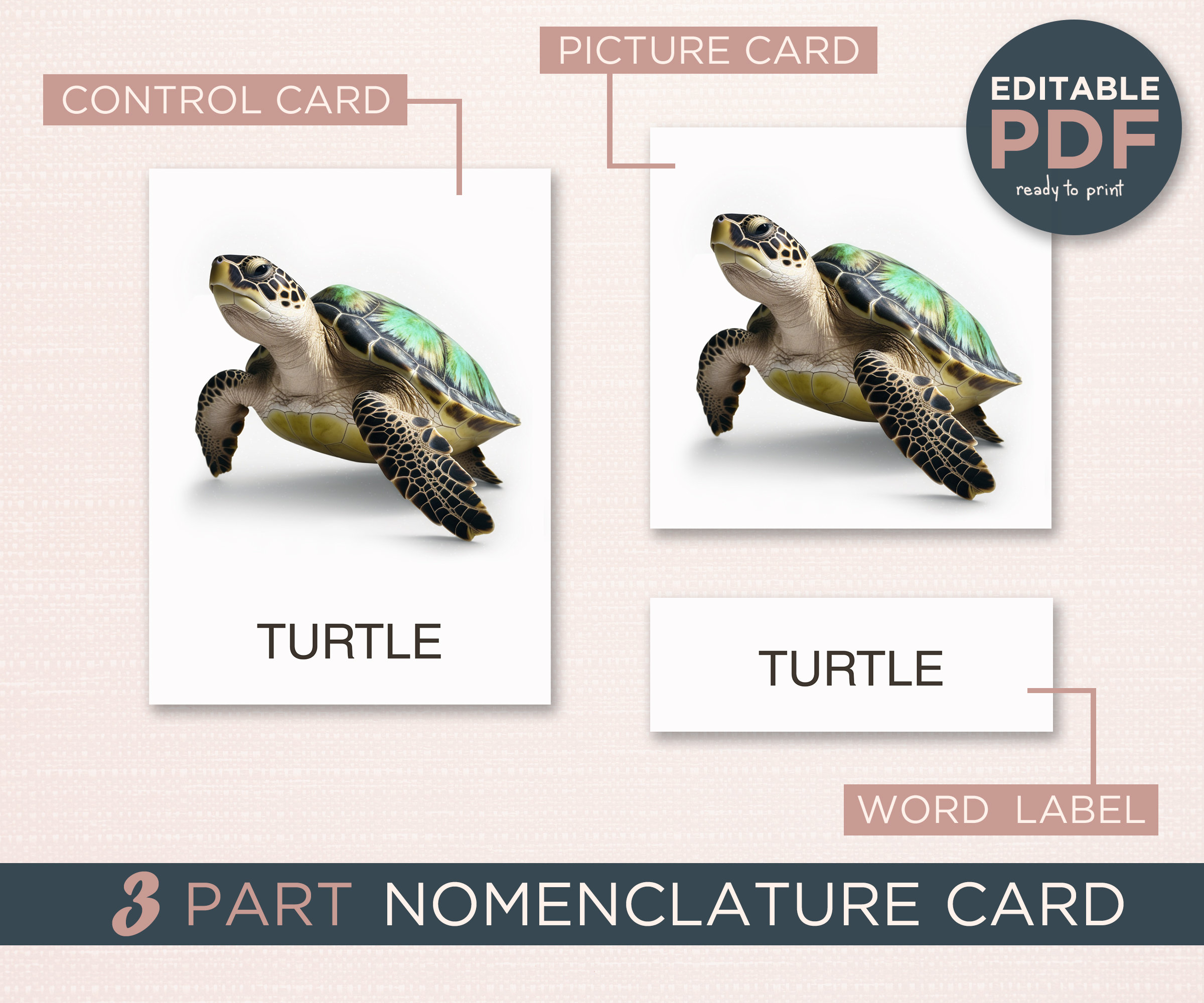 48 REAL ANIMALS Flashcards, Editable Card Bundle , Ocean Animal Photo ...