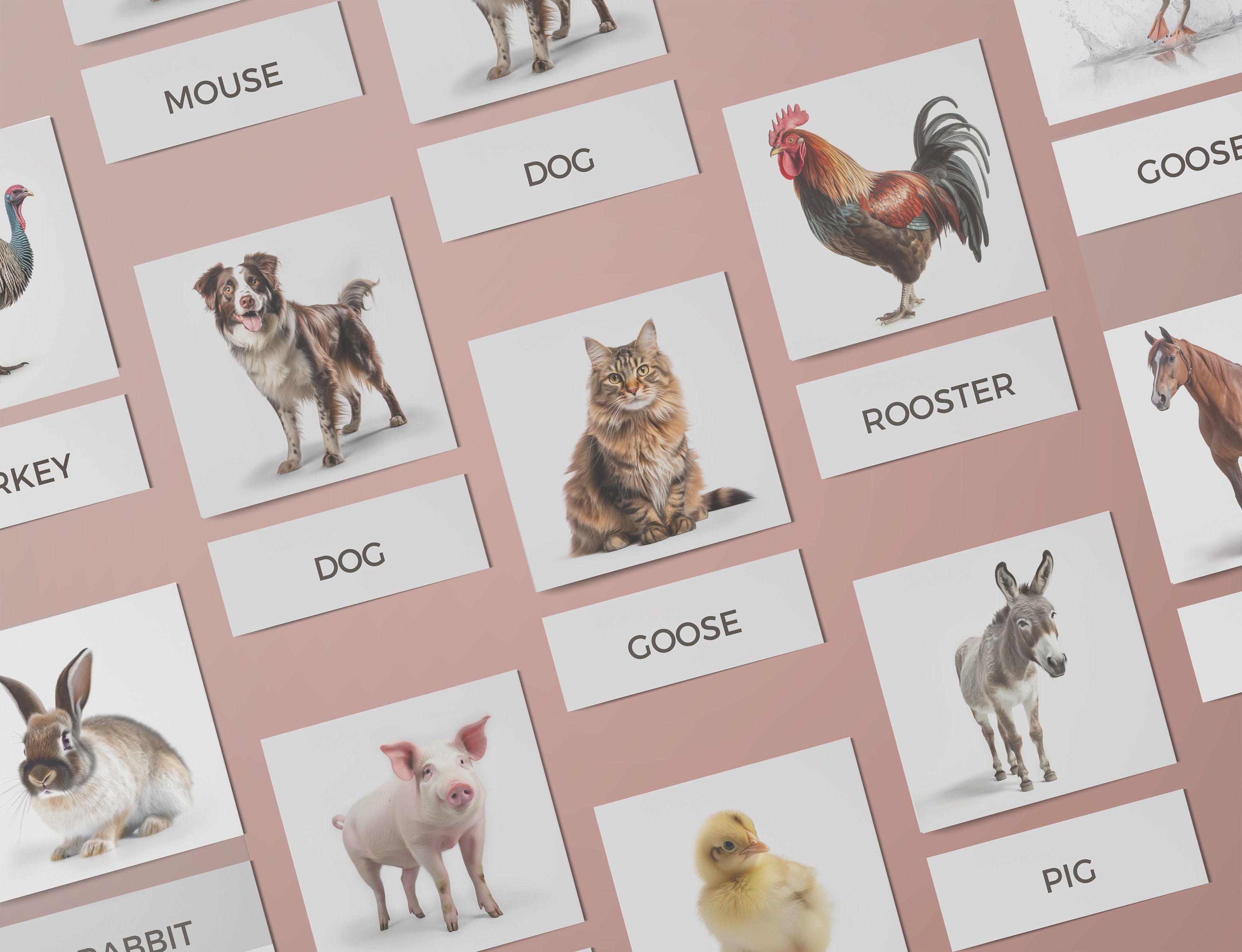 48 REAL ANIMALS Flashcards, Editable Card Bundle , Ocean Animal Photo ...