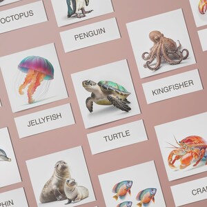 48 REAL ANIMALS Flashcards, Editable Card Bundle , Ocean Animal Photo ...