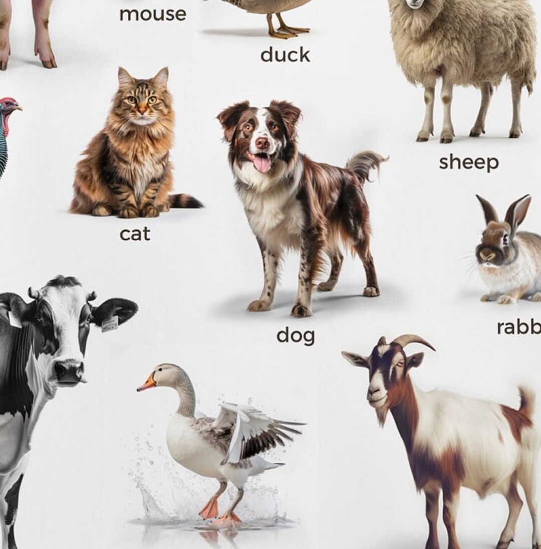 Montessori Farm Animals, Poster Real Learning | Educational Material ...