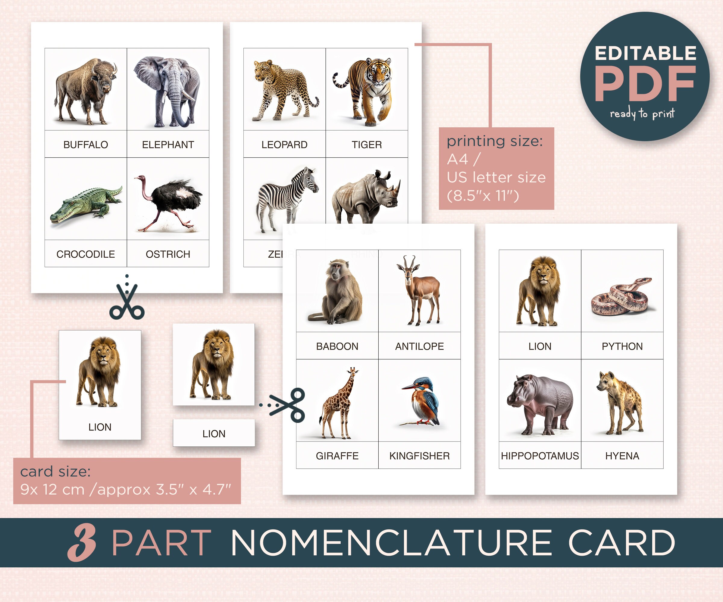 Montessori Safari Animal Flashcards Home School Learning - Etsy