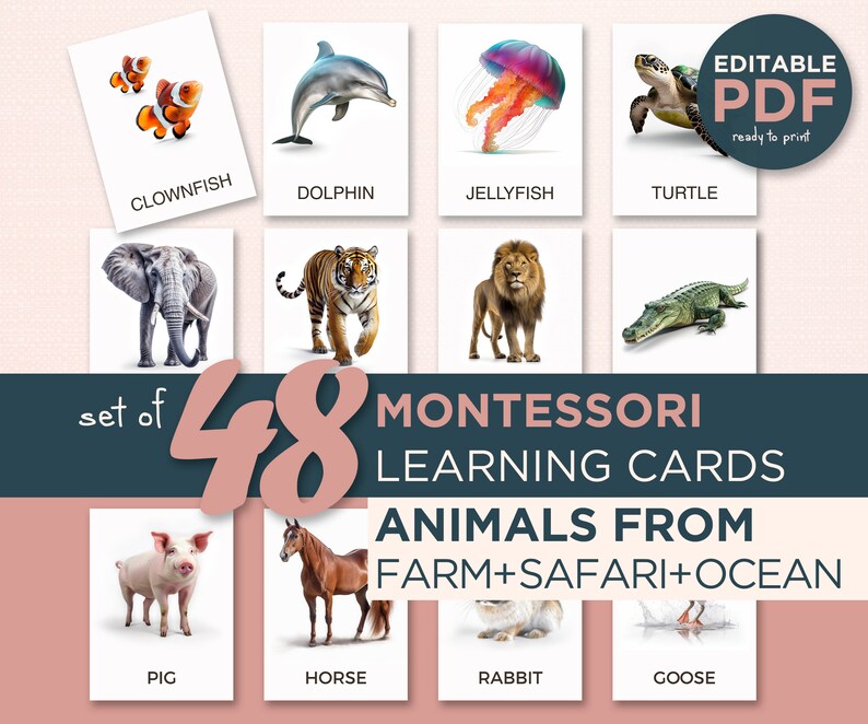 48 ANIMALS BUNDLE Ocean Animal Flash Card Sea Mammal Real Pictures ...