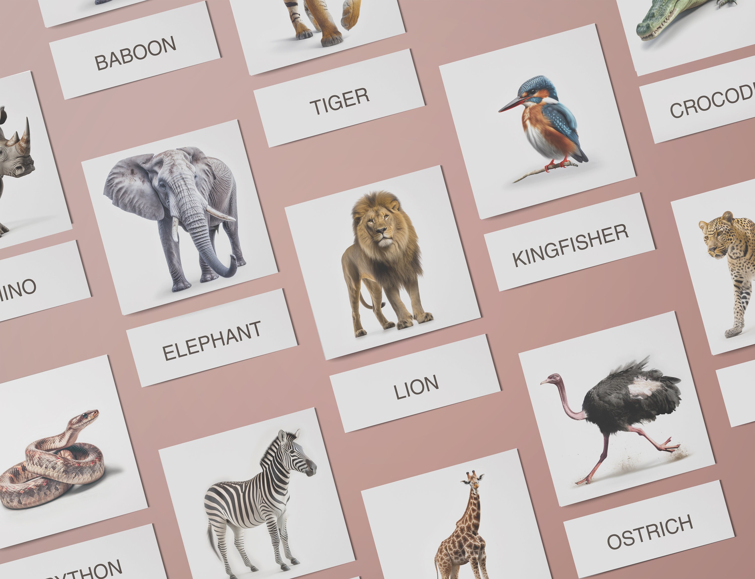 Montessori Safari Animal Flashcards Home School Learning Instant ...