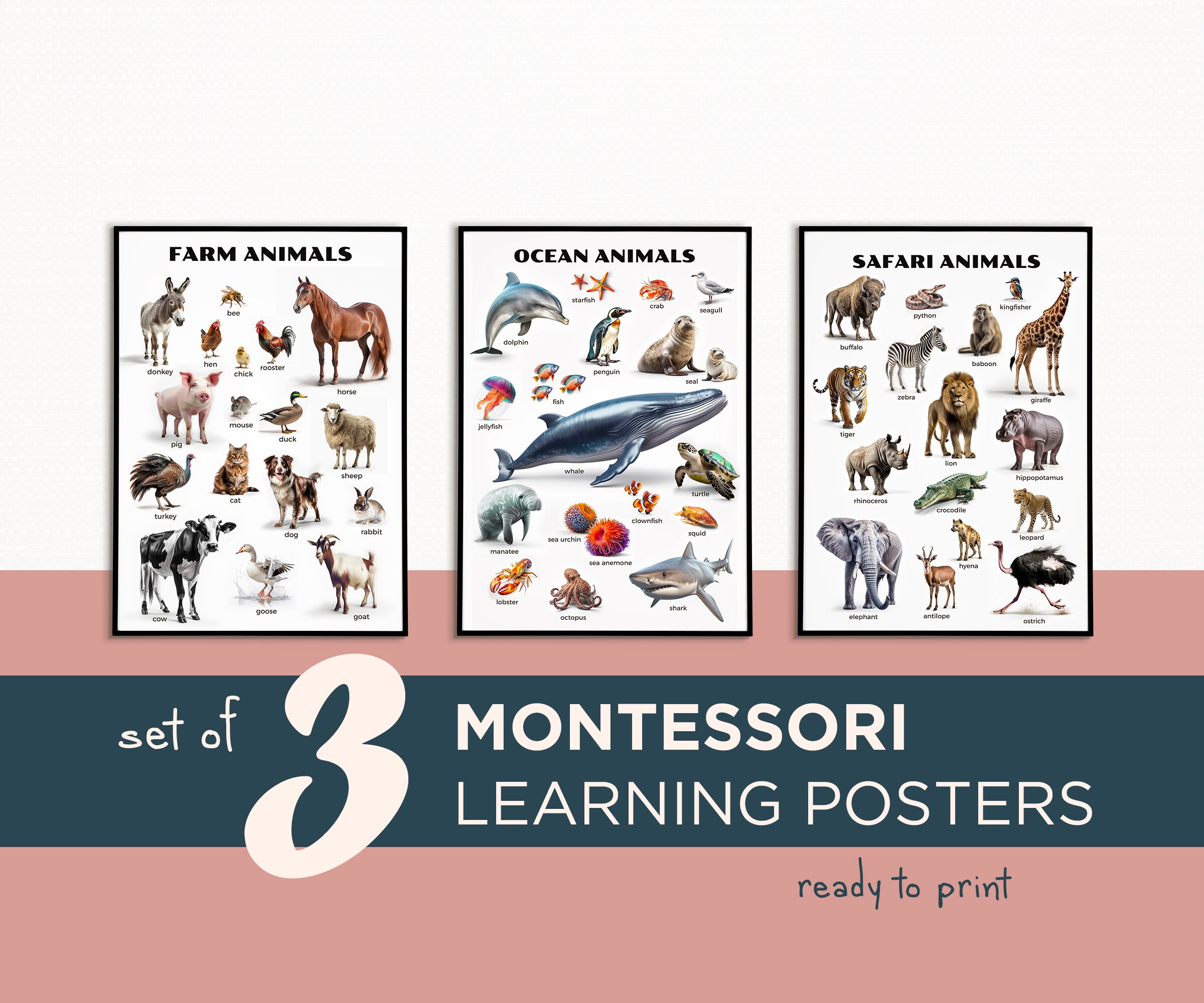 Montessori Animal Poster, Real Animal Photo, Classroom Decor ...