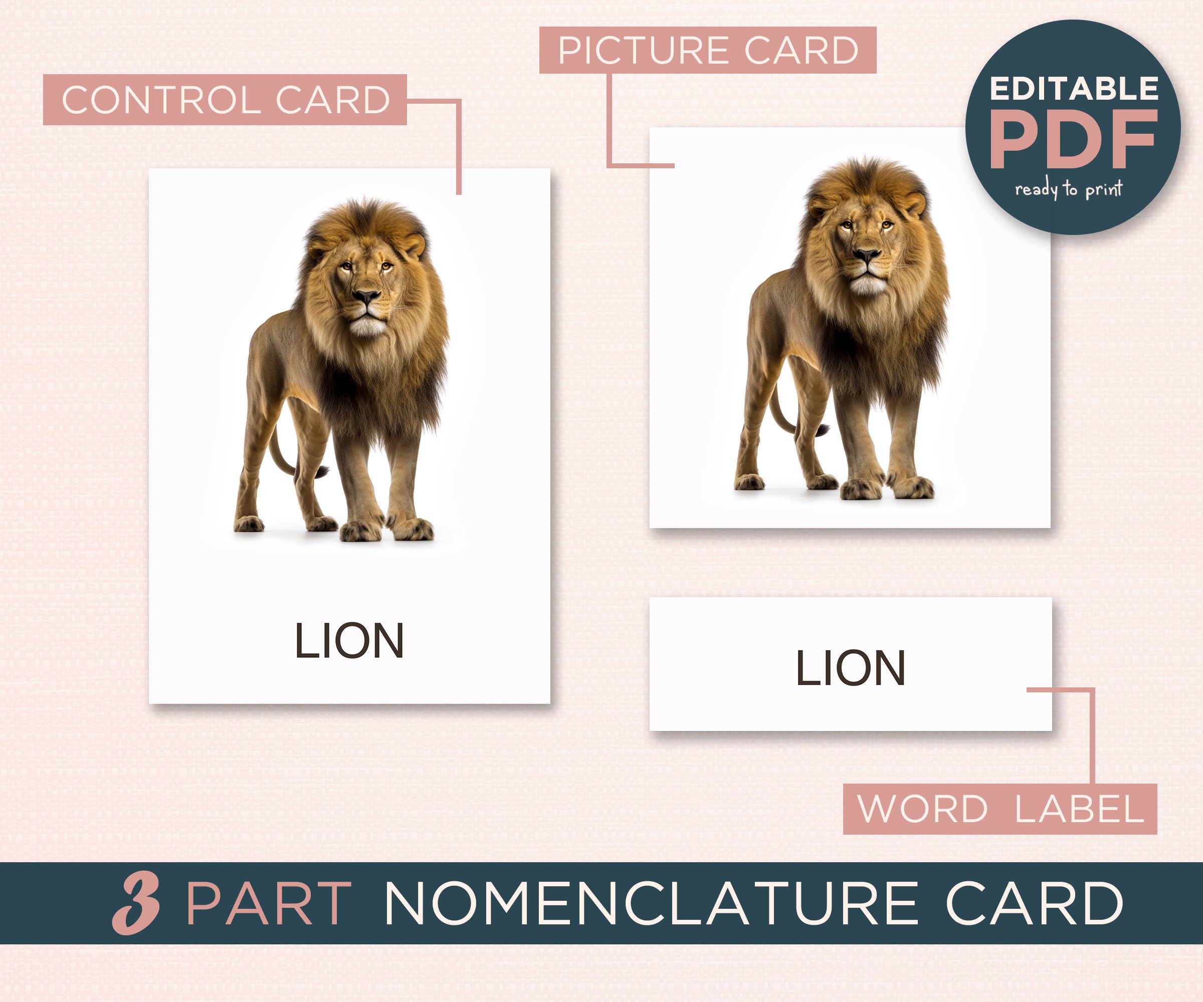 48 REAL ANIMALS Flashcards, Editable Card Bundle , Ocean Animal Photo ...