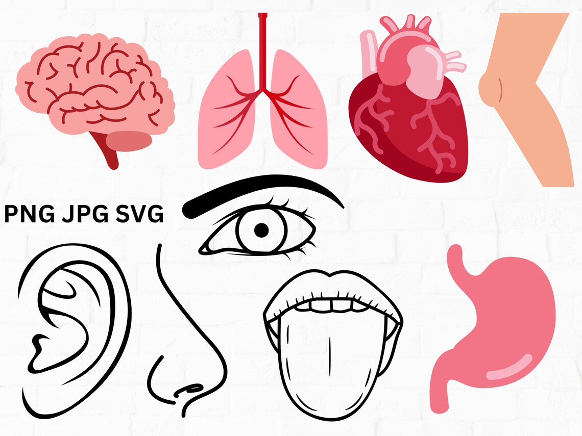 Body Parts Clipart Senses Anatomy Clip Art Human Body PNG, Human Ear ...