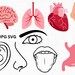 Body Parts Clipart Senses Anatomy Clip Art Human Body PNG, Human Ear ...