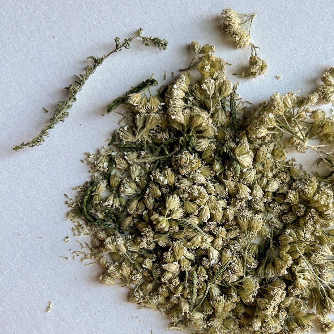 SALE Dried Yarrow - Organically Grown Achillea Millefolium - Bulk Herbs ...