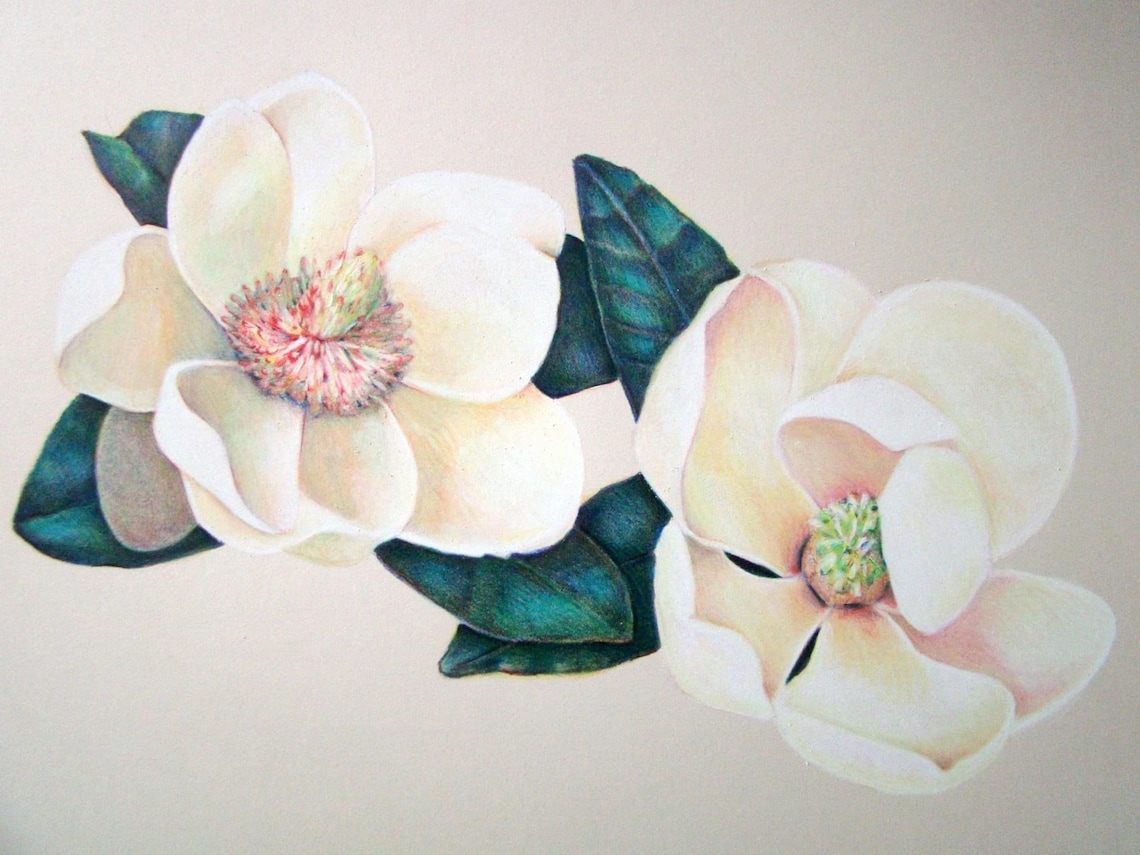 Floral Study in Colored Pencil - Etsy