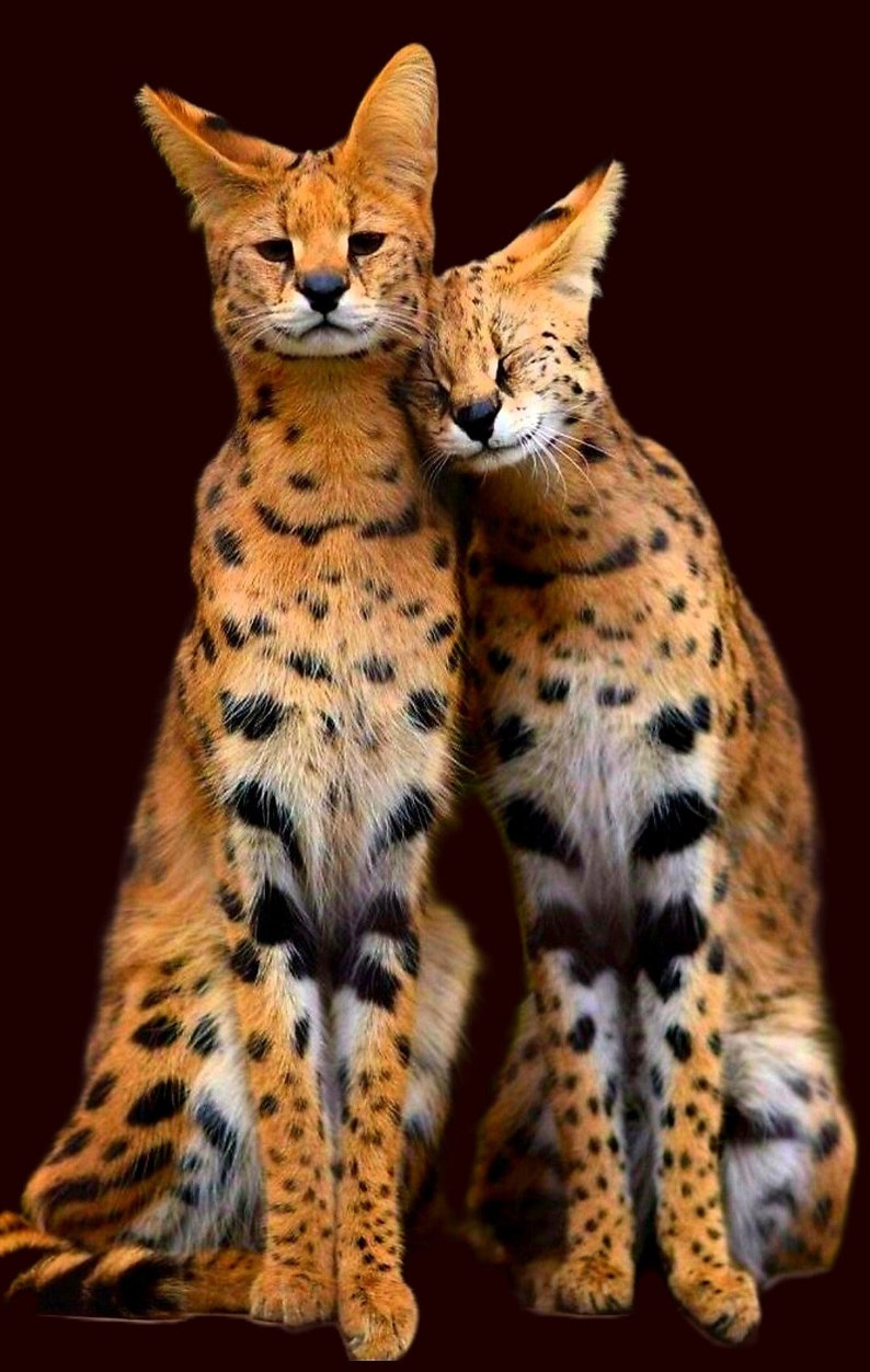 Serval Cat Family in 2 Generated Digital Downloads - Etsy