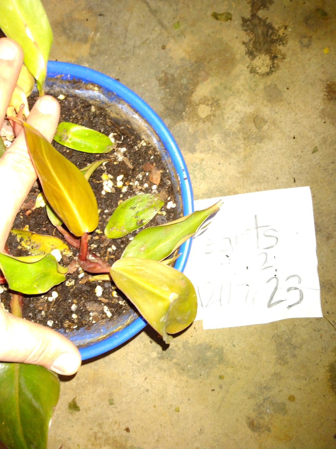 Orange Prince Philodendrons - Etsy