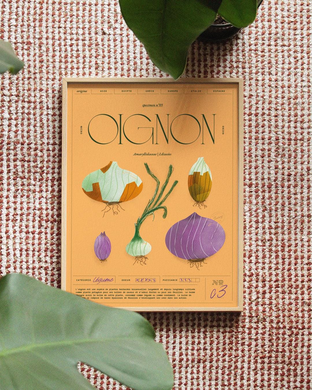 Onion Poster | Fruit and Vegetable Collection - Etsy UK