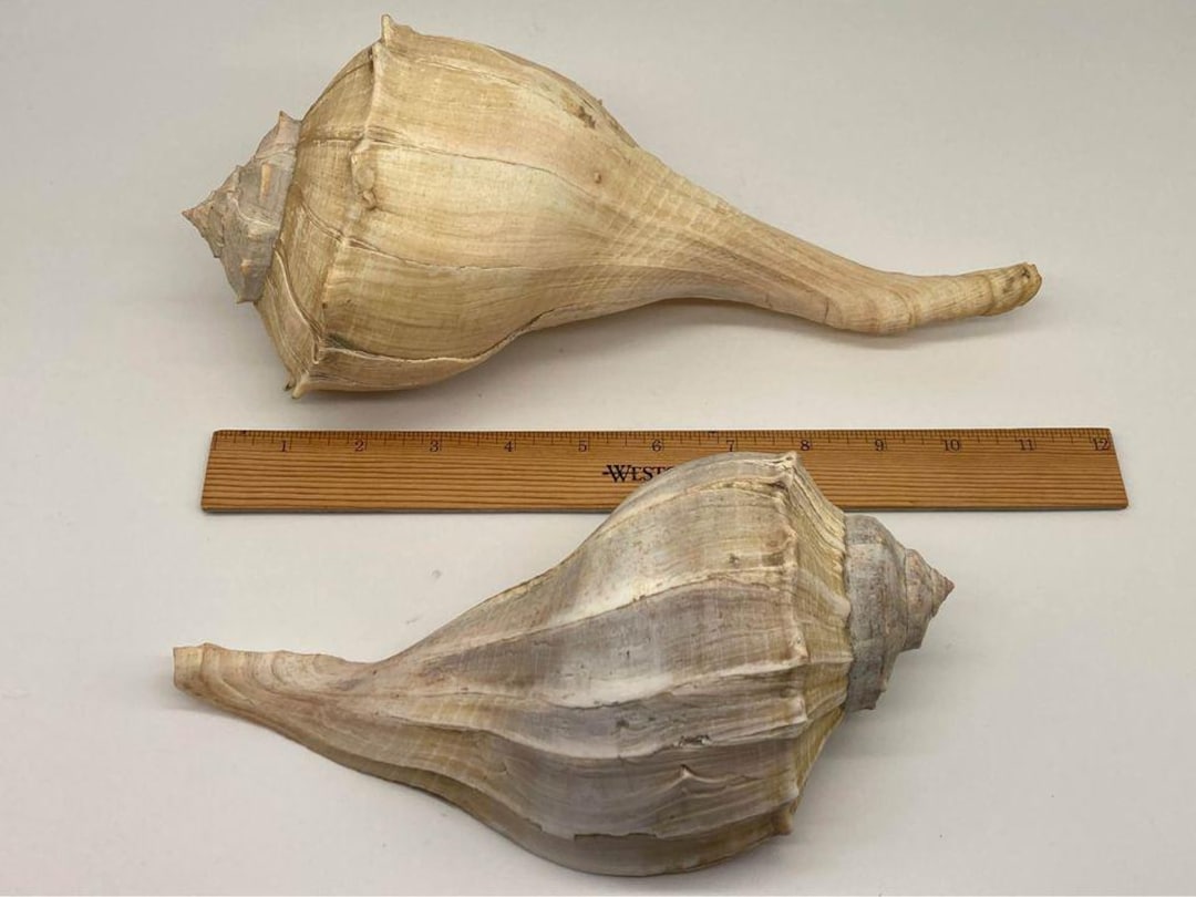 Large Lightning Whelk Sea Shell Aquarium Beach Nautical Coastal Decor ...