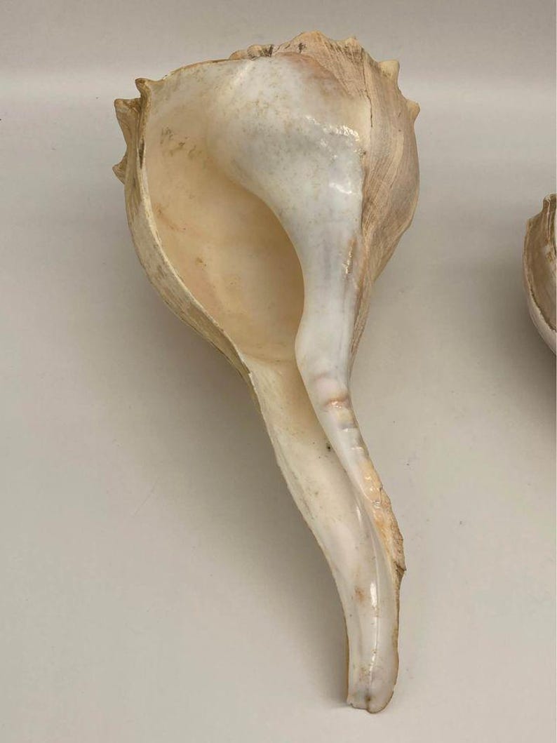 Large Lightning Whelk Sea Shell Aquarium Beach Nautical Coastal Decor ...