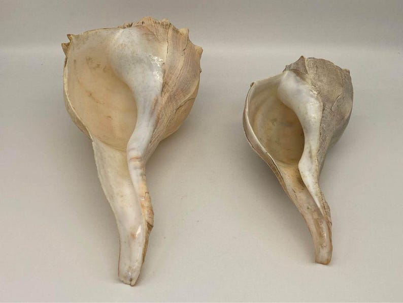 Large Lightning Whelk Sea Shell Aquarium Beach Nautical Coastal Decor ...