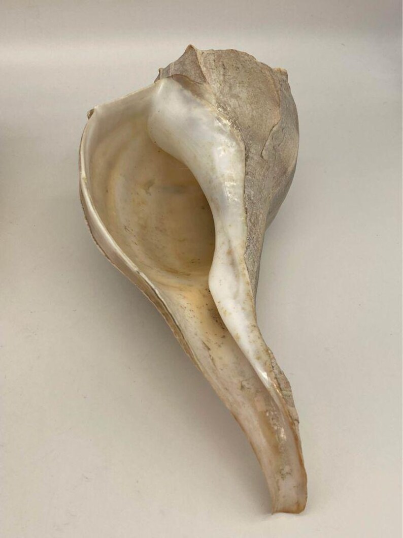 Large Lightning Whelk Sea Shell Aquarium Beach Nautical Coastal Decor ...