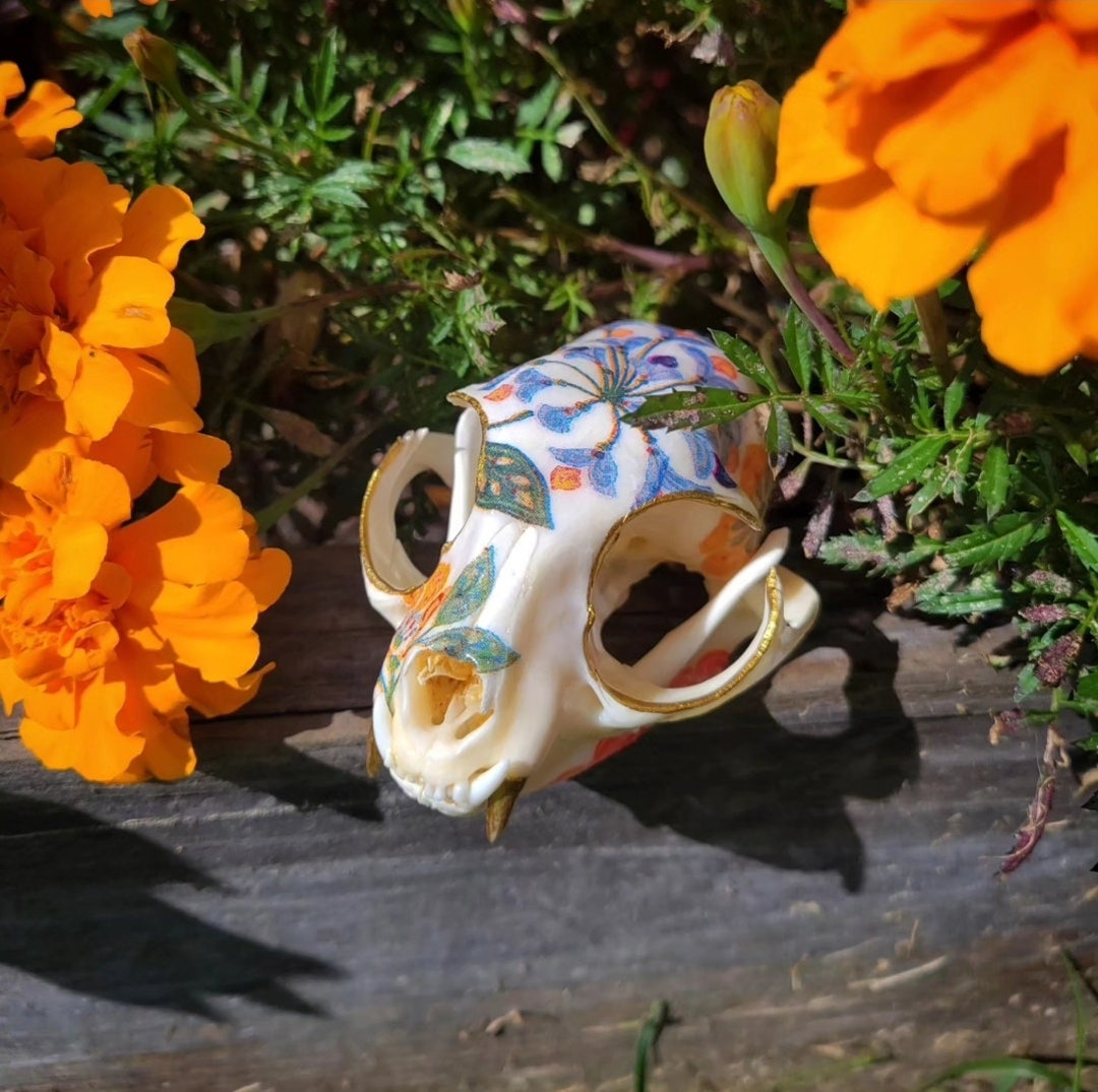 Boho Inspired Cat Skull Real Cat Skull Taxidermy - Etsy