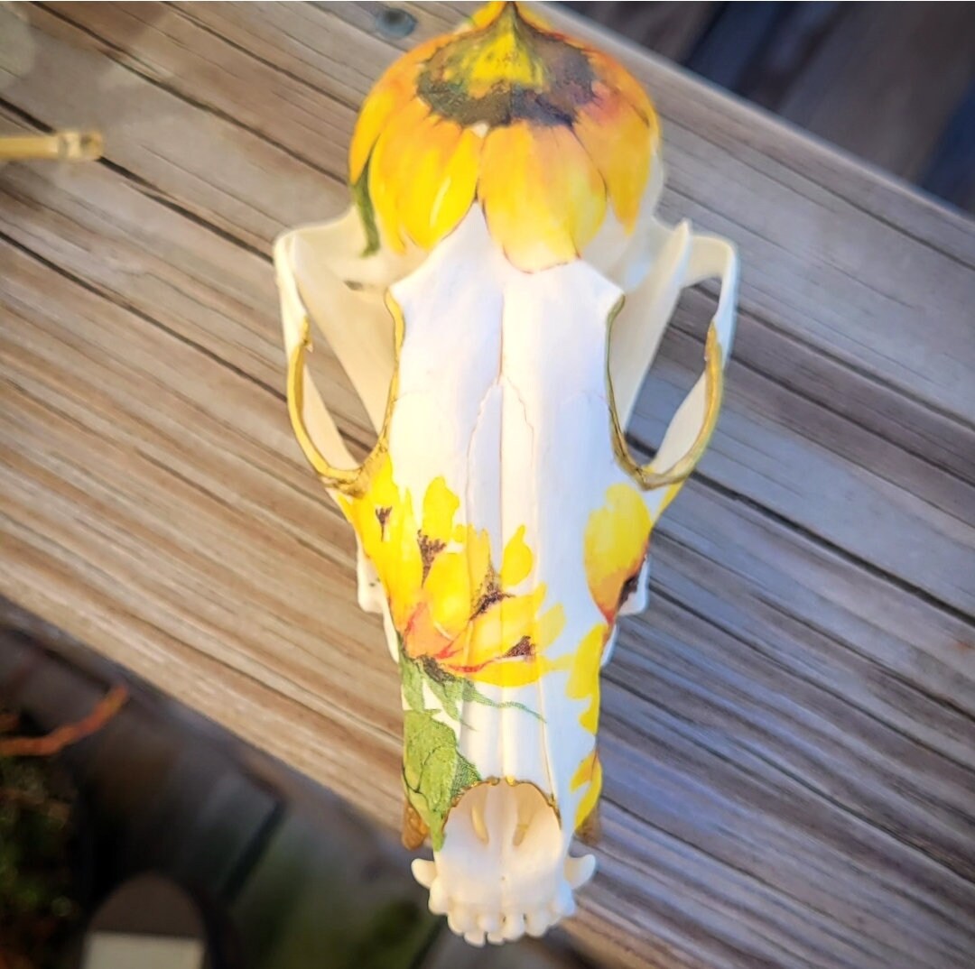Sunflower Fox Skull Real Fox Skull Taxidermy - Etsy