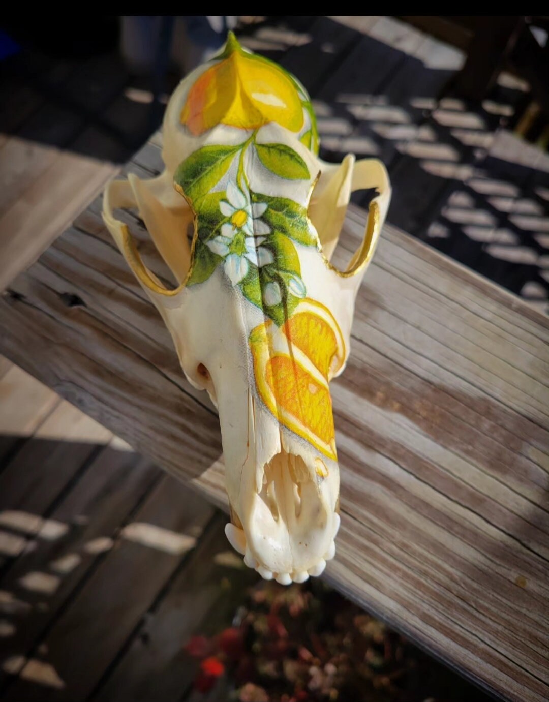 Lovely Lemon Coyote Skull - Real Coyote Skull - Taxidermy - Etsy