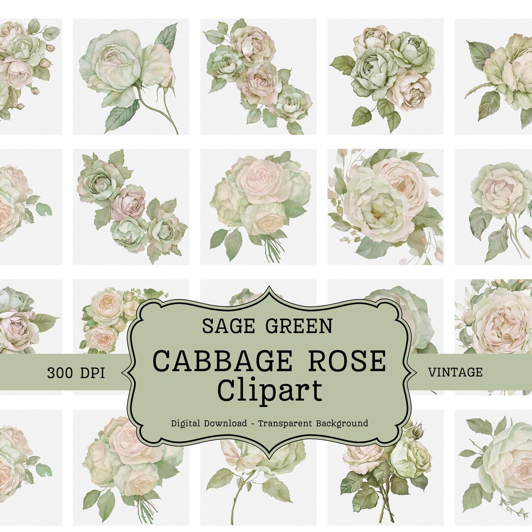 Sage Green Cabbage Rose Clipart, Floral Clipart, Pink Flowers, Digital ...