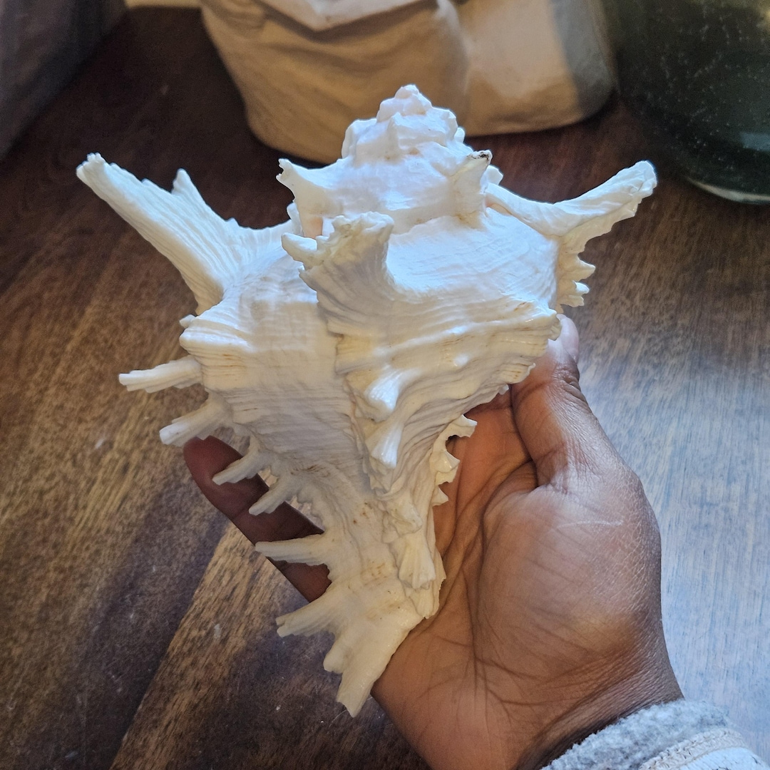 Large Murex Ramosus Shell Sea Life Home Decor Nautical Sea Creature - Etsy