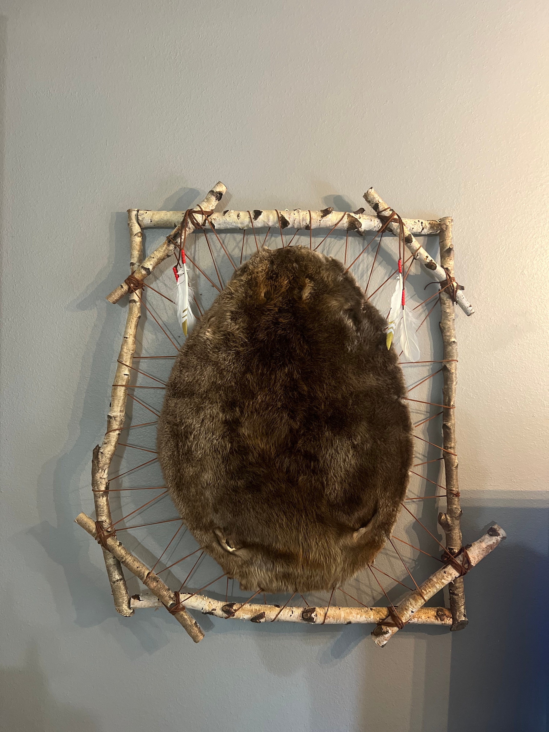 Beaver Pelt Displays - Etsy