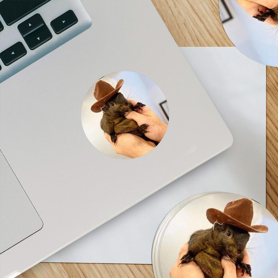 Pnut Meme Coin- Sticker - Etsy