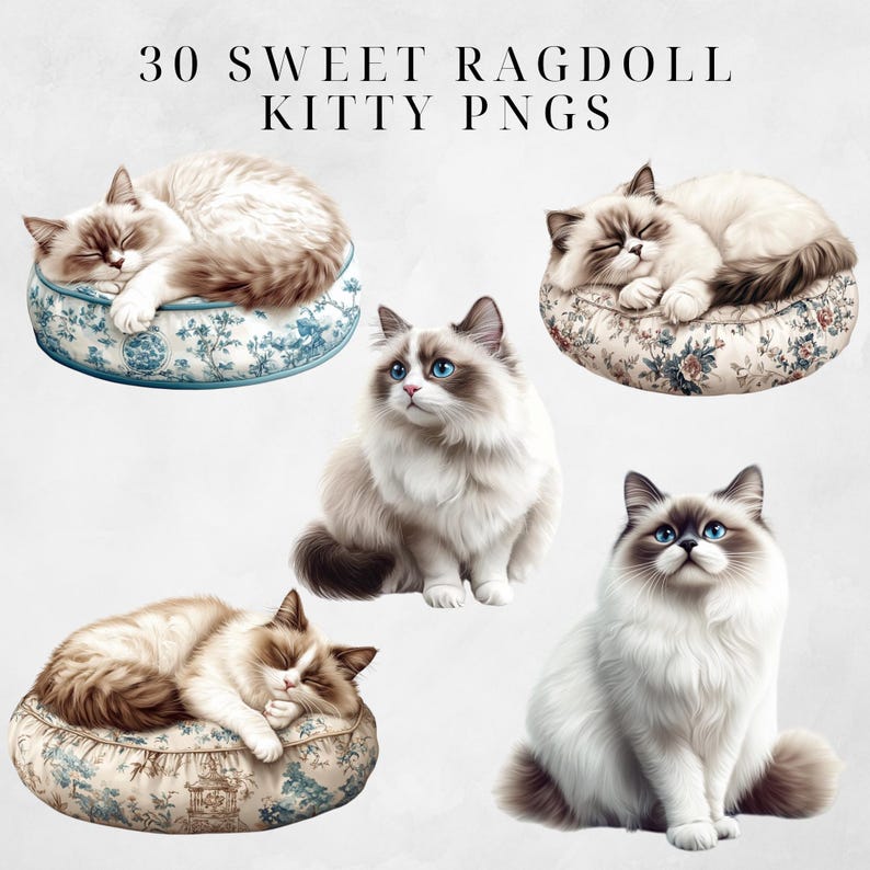 Ragdoll Cat Clipart Ragdoll Clipart Ragdoll Kitten Cute Kitten Clipart ...