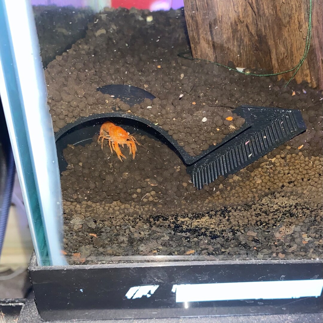 Dwarf Crayfish/crustacean Cave - Etsy