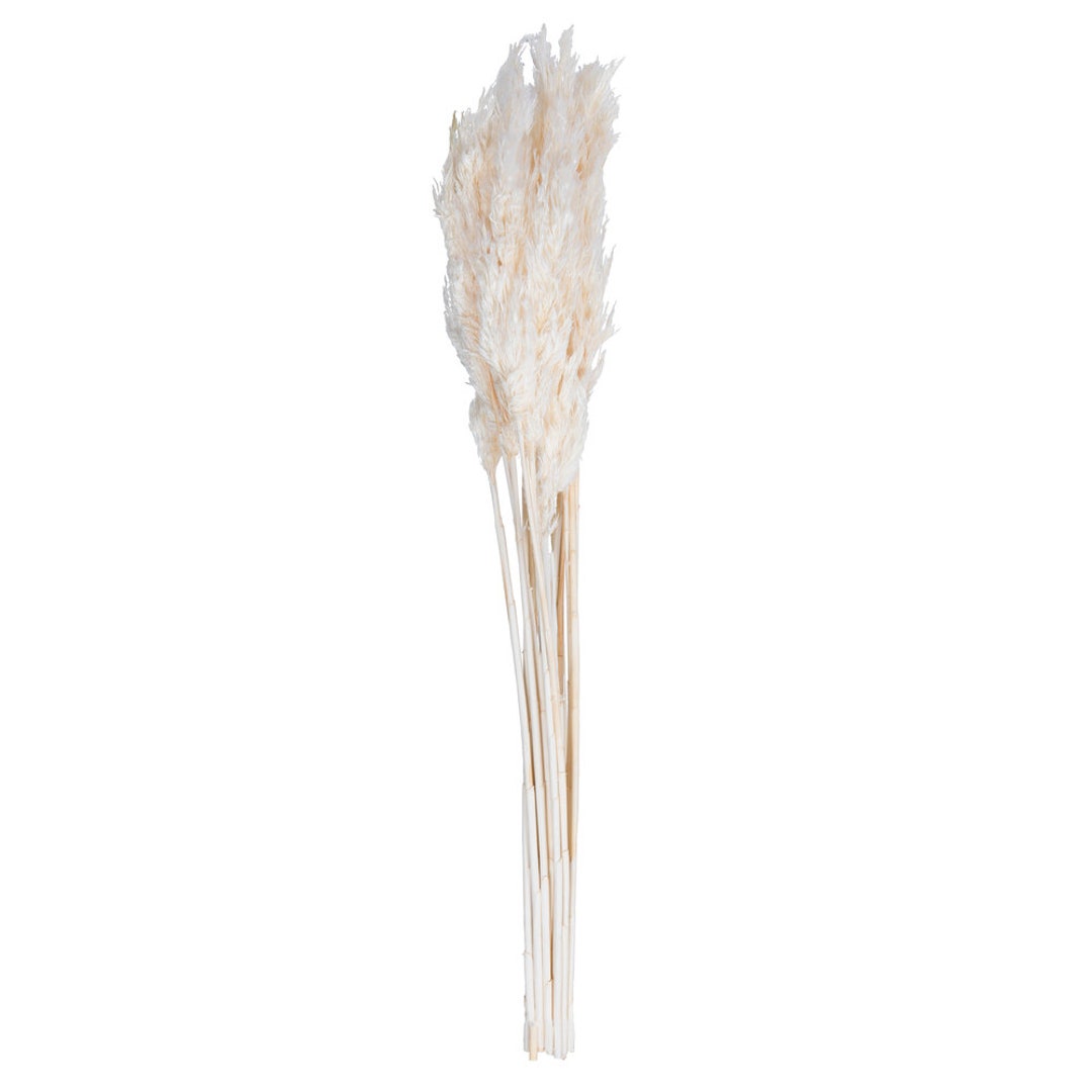 36 Bleached Plume Reed Bundle - Etsy