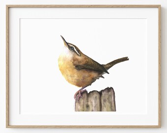 Carolina Wren Fine Art Print of Original Watercolor - Etsy