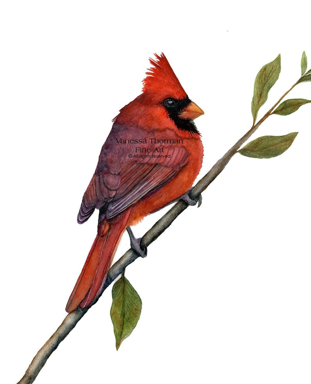 Cardinal Art Print | for Bird Nerds | Red Cardinal | Nature Art | Bird ...