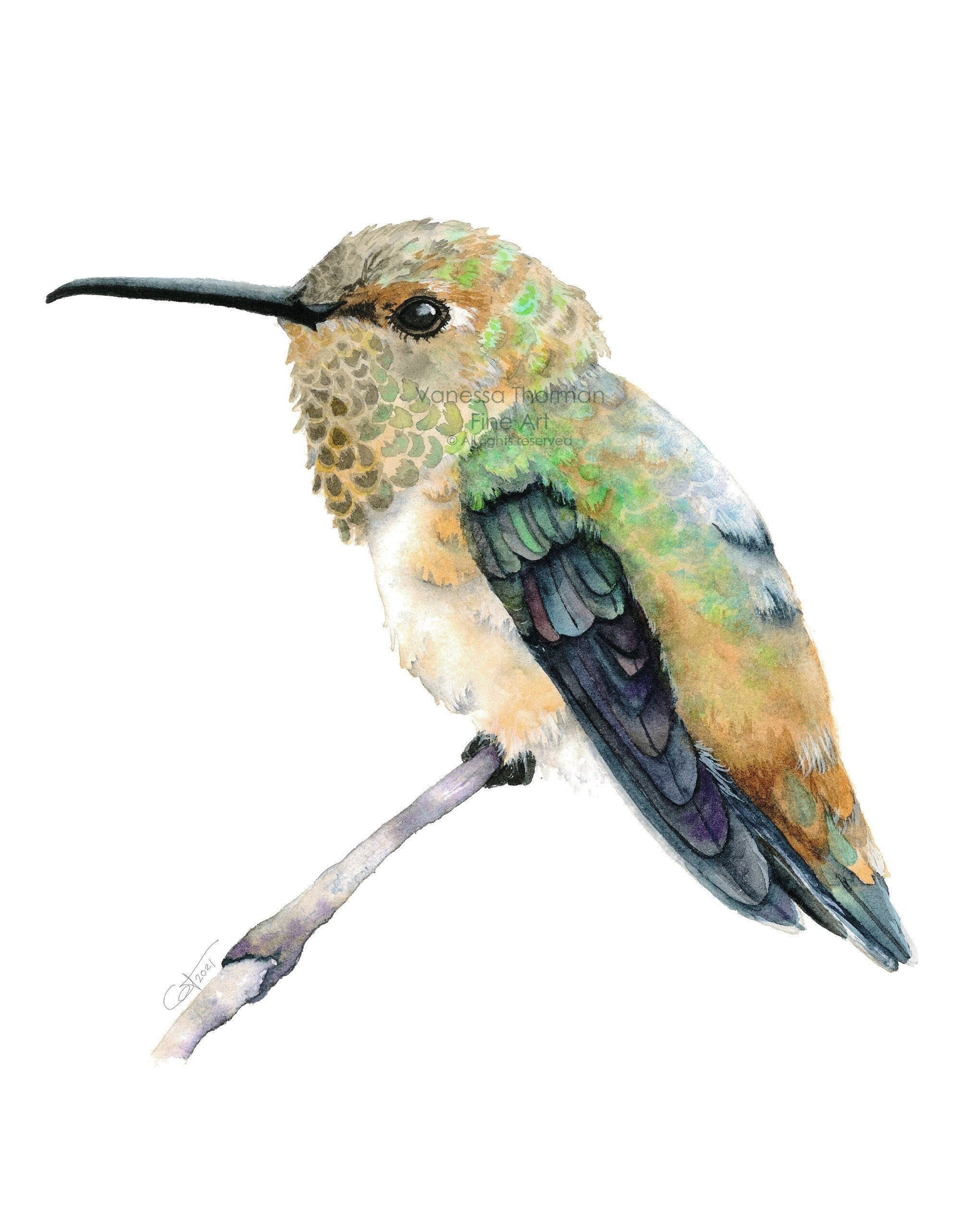 Rufous Hummingbird Art Print for Bird Nerds Birds Print Hummingbirds ...