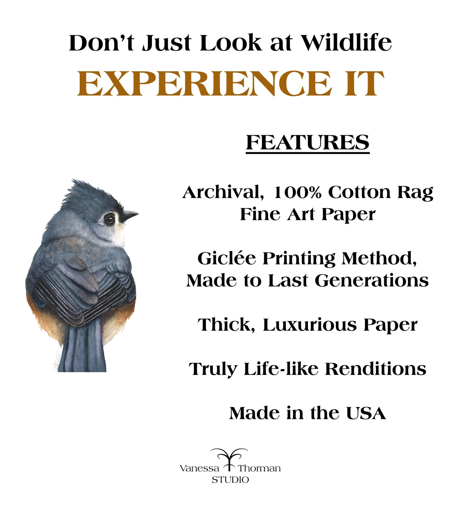 Carolina Wren Print for Bird Nerds Wren Art Watercolor Bird Carolina ...