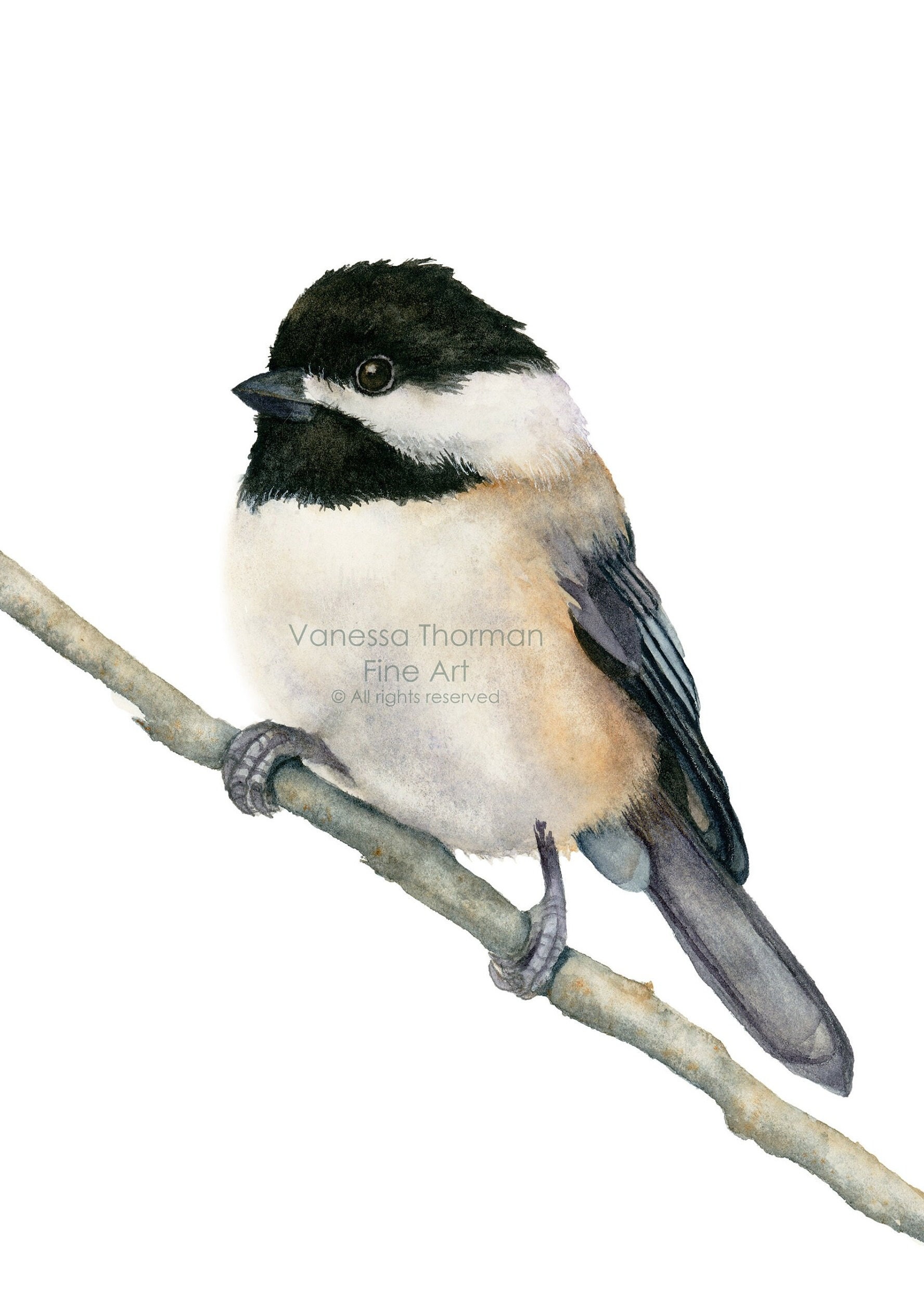 Carolina Chickadee Art Print for Bird Nerds Chickadee Wall Decor ...