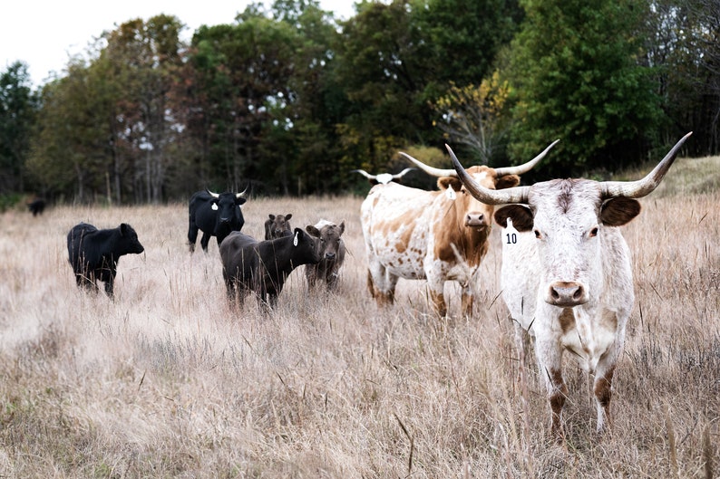 Cow Herd - Longhorns, Farm Photography, Wall Art, Digital Download - Etsy