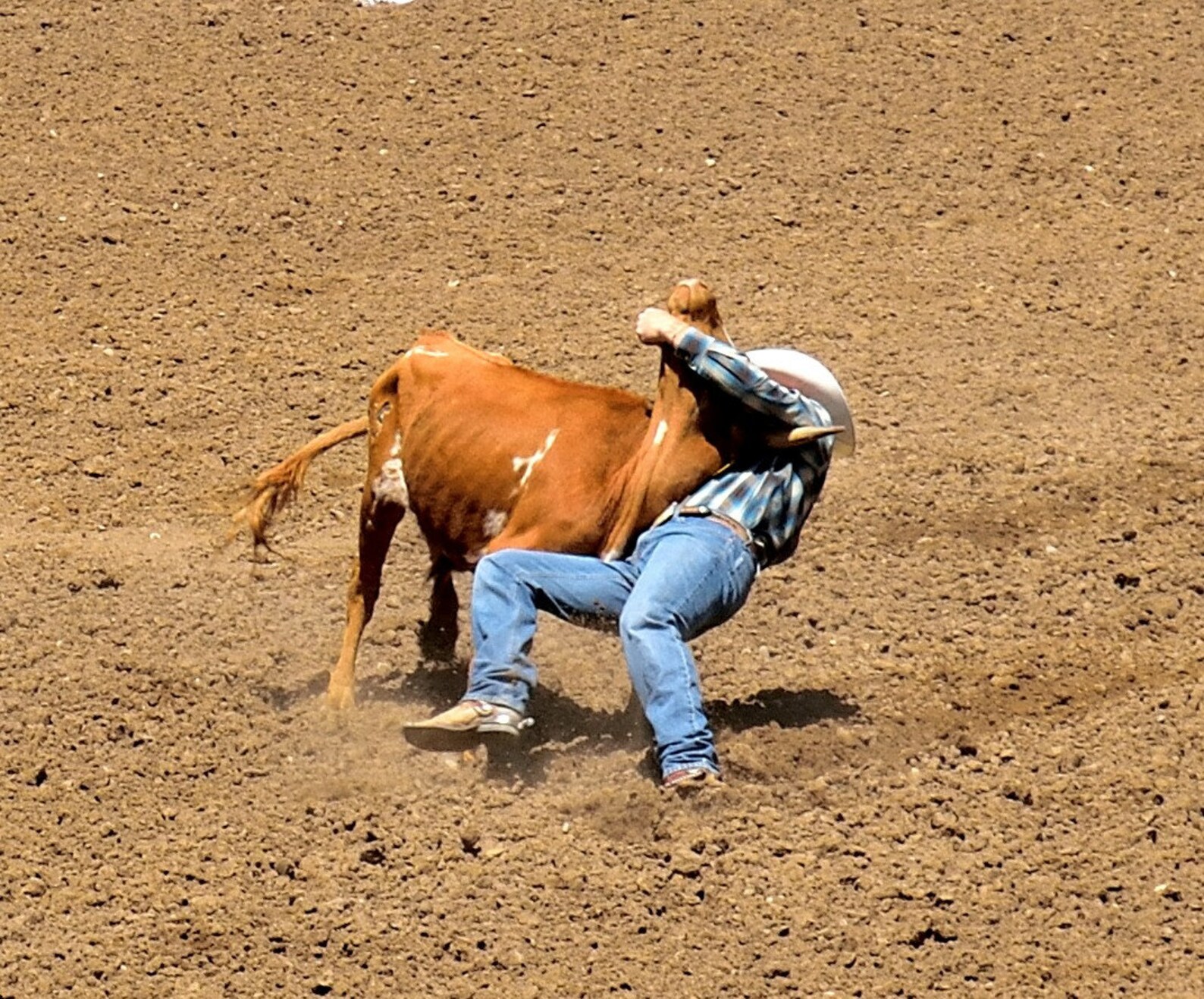 Cow Wrangling - Digital Image, Rustic Photography, Ropin' Cowboy - Etsy