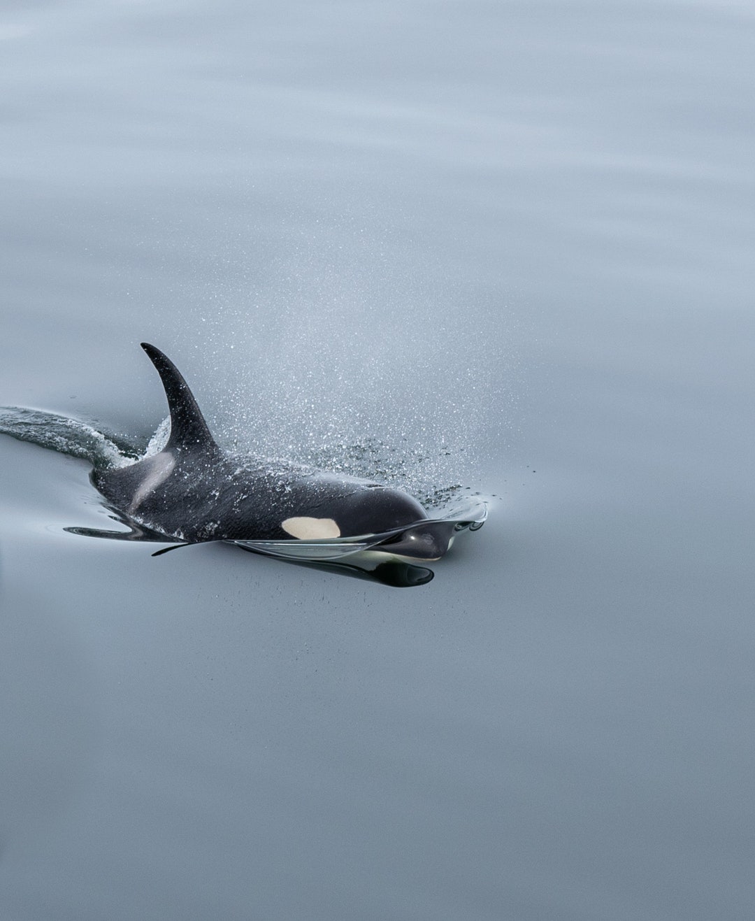 Orca Whale - Alaska Photography, Digital Image Download - Etsy