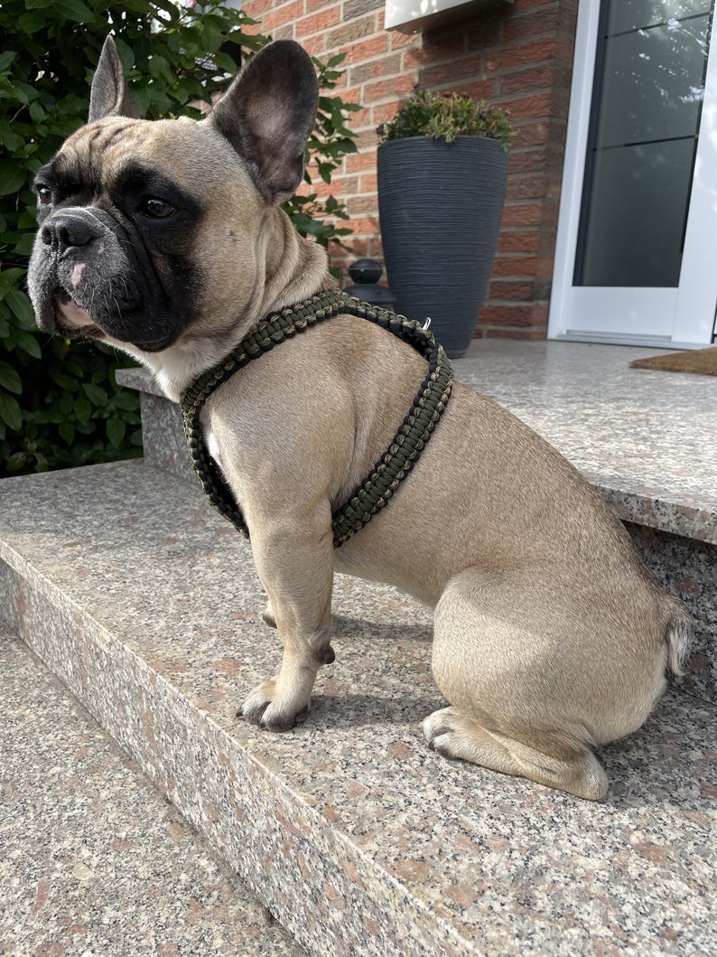 Paracord Dog Harness & Dog Leash - Etsy