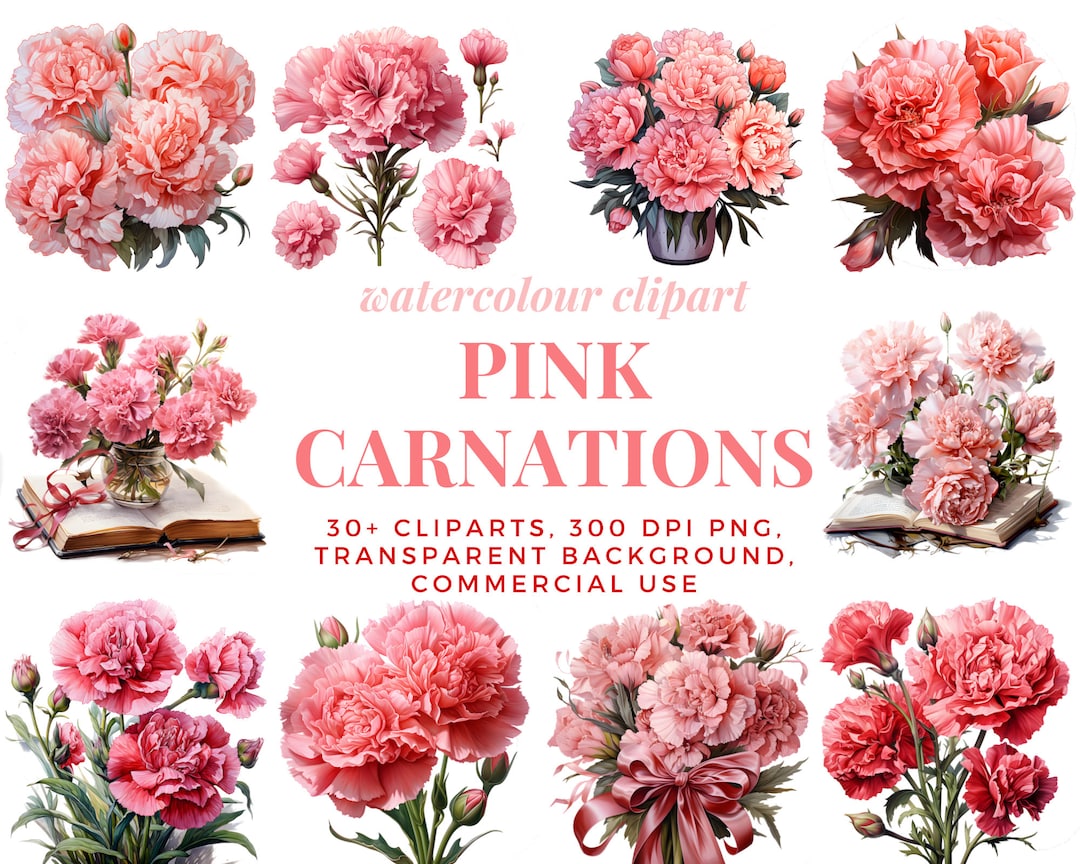 Pink Carnation Flower PNG Clipart Bundle January Birth Flower ...