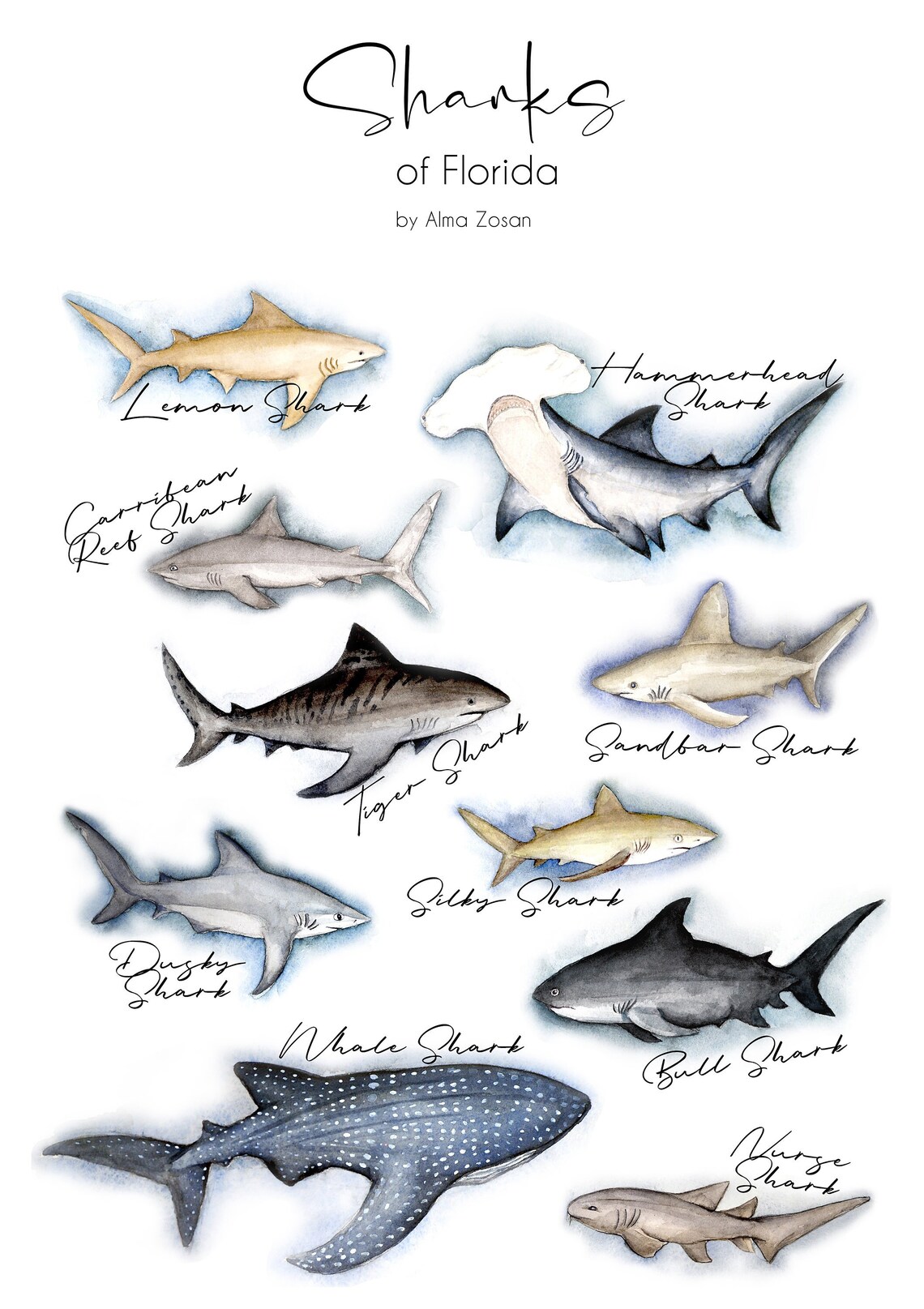 Sharks of Florida Chart - Etsy