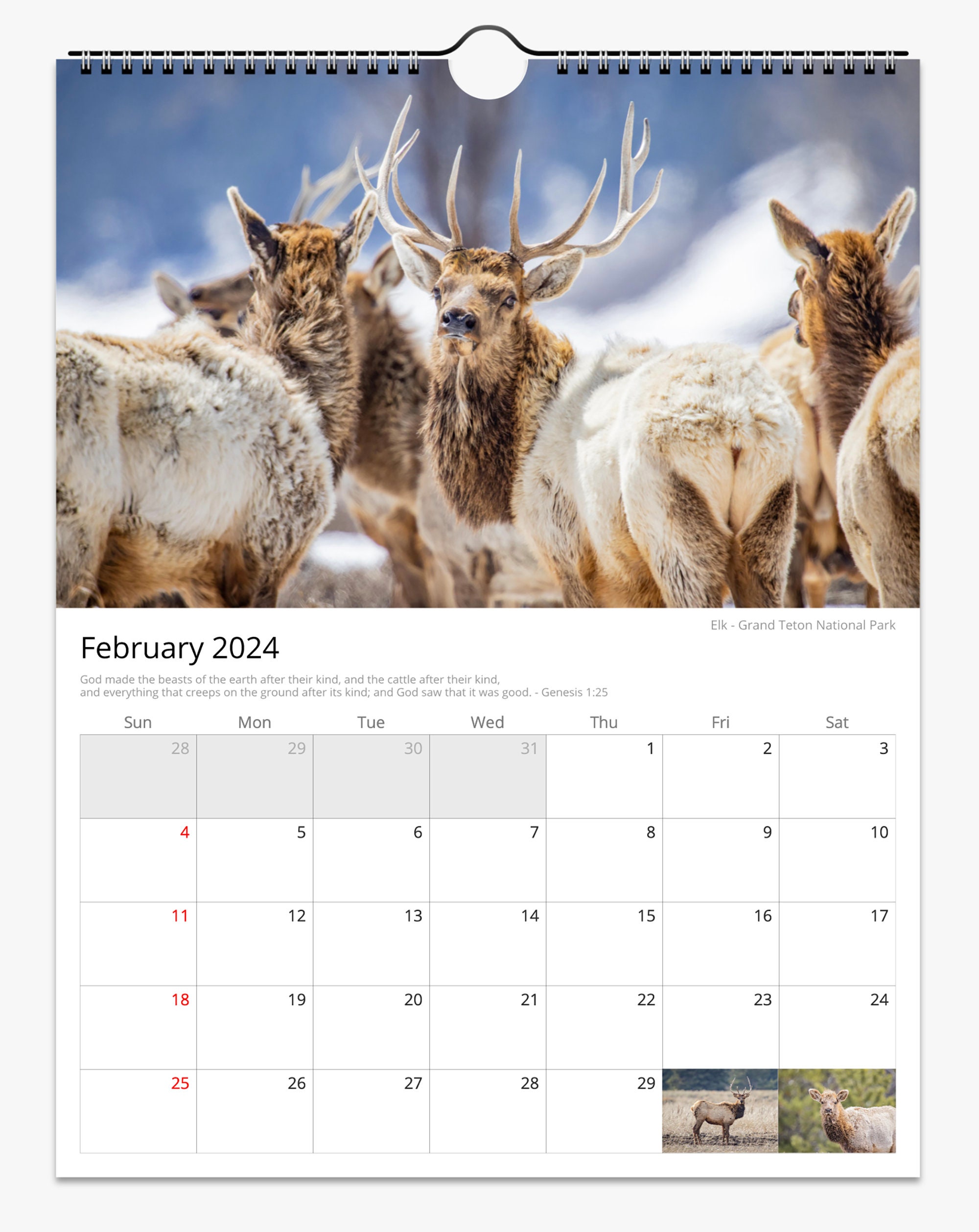 2024 Calendar 8.5 X 11 Christian Massey's Grand Teton Wildlife ...