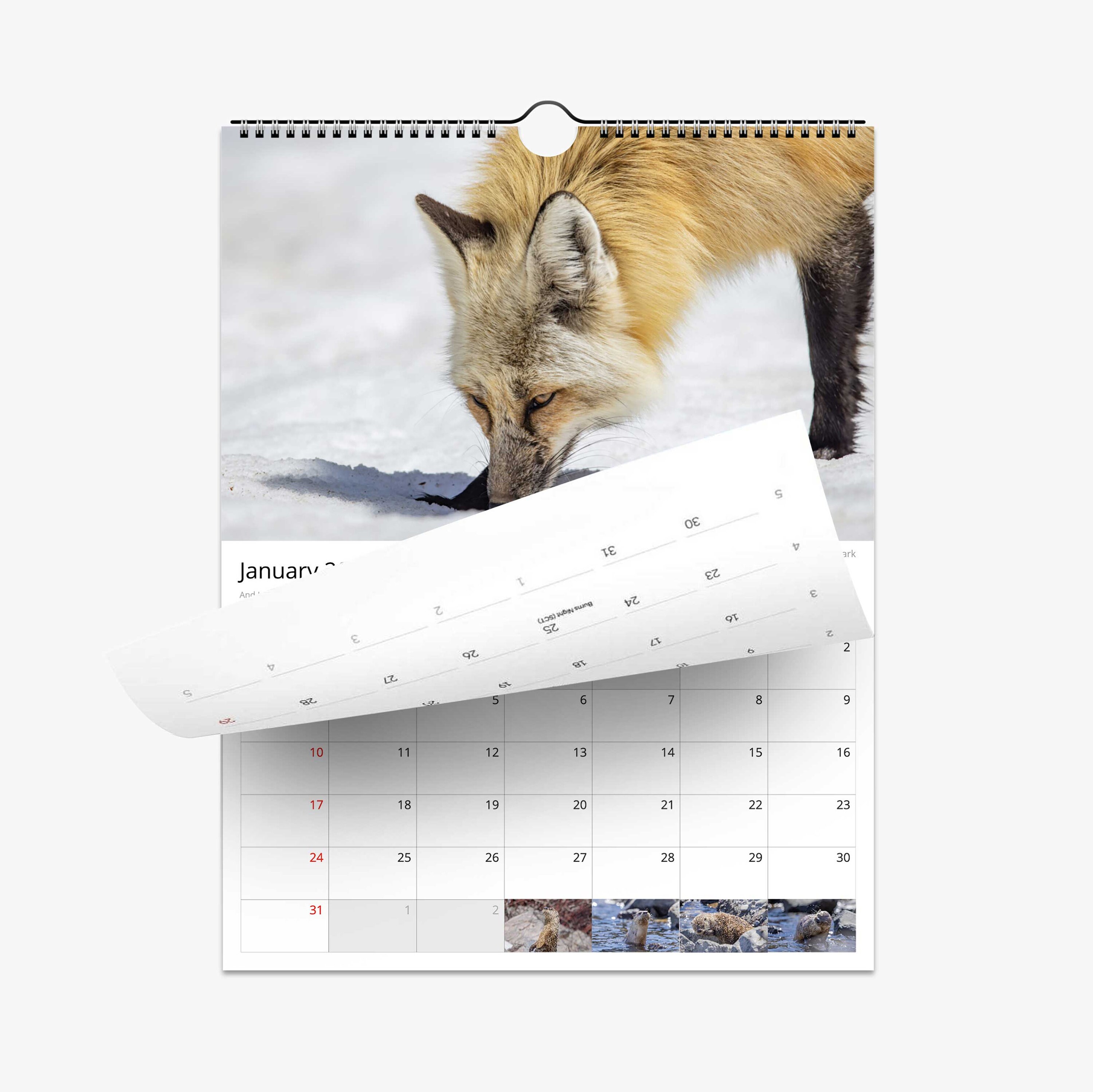 2024 Calendar 8.5 X 11 Christian Massey's Grand Teton Wildlife ...